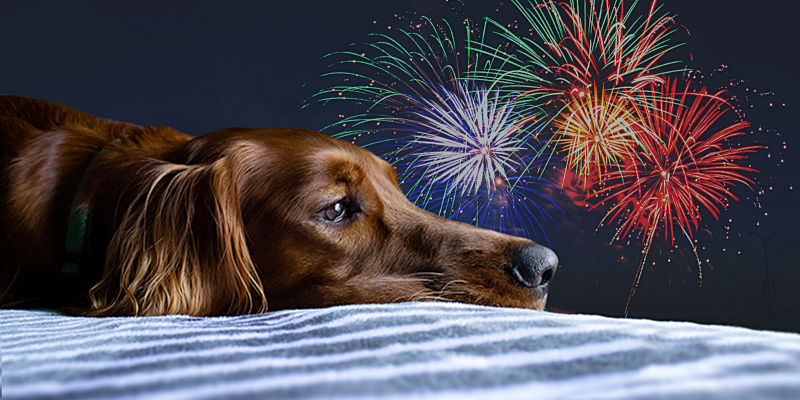 Dogs and fireworks: How to calm your dog during fireworks - Receptra
