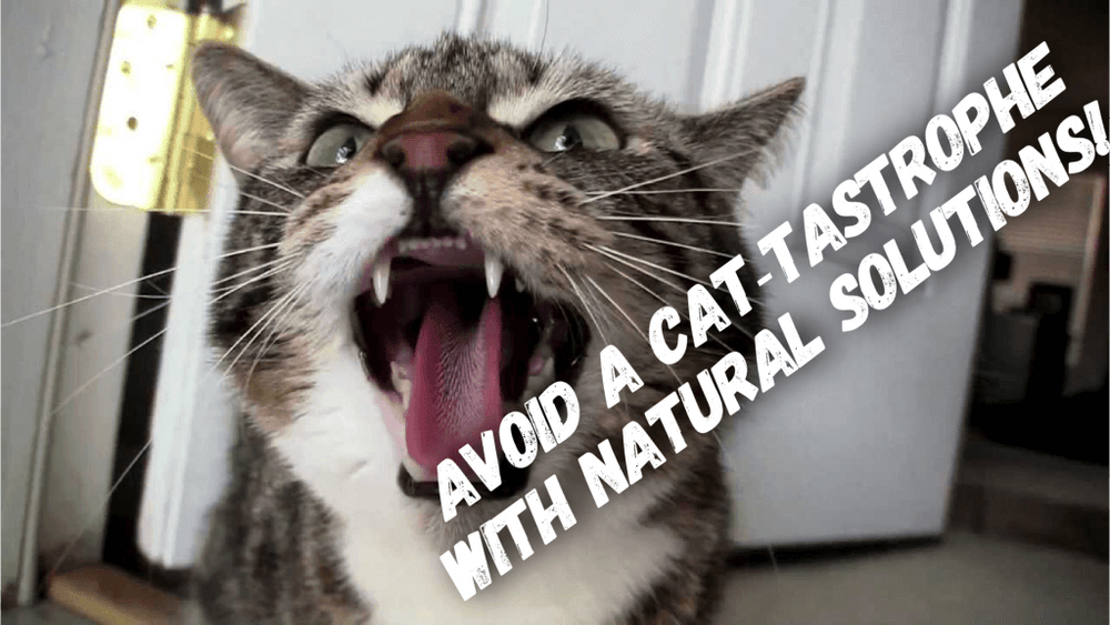 5 Ways to Naturally Cope with Your Cat's Anxiety, Fear and Phobias ...